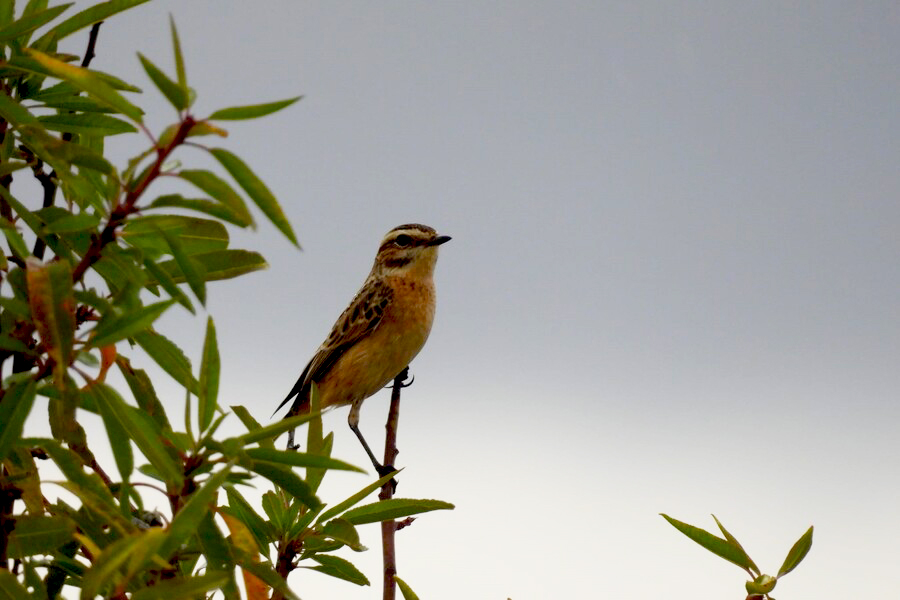 Eurobirdwatch: observmos quase 40 espcies de aves no Passeio ...